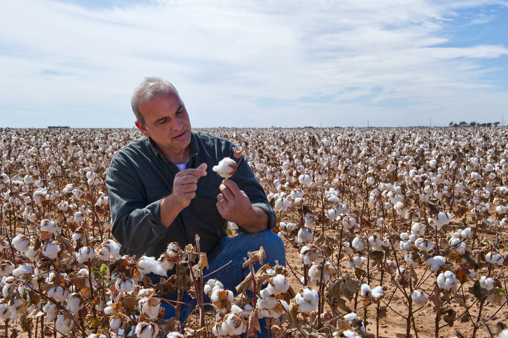 Wat is katoen en welke eigenschappen heeft het? - Direct uit voorraad ...